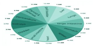 What is a Chinese Medicine body clock? - Dr Rosey Traditional Chinese ...